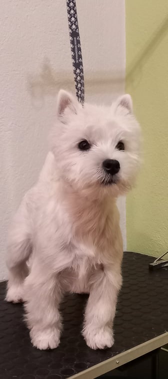 FEMALES | GRUMPY STAR